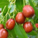Comprar Azufaifo Online | Frutal Rústico y Medicinal | Agrológica