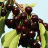 Comprar Cerezos Online | Tienda especializada | Agrológica
