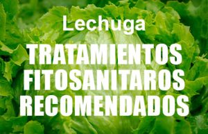 Control de plagas y enfermedades en lechuga - Agrológica