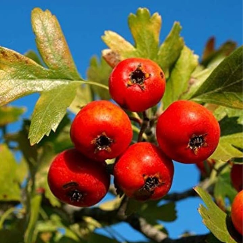 Comprar Acerolo | Frutal Tradicional | Agrológica