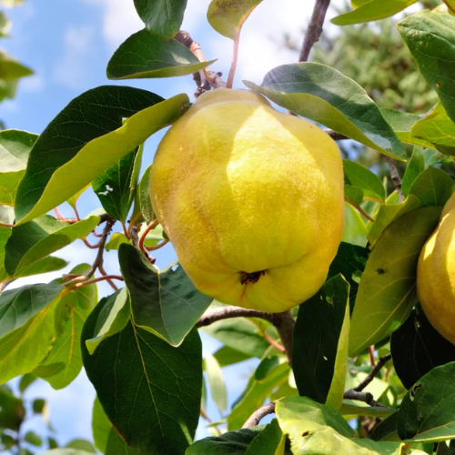 Comprar Membrillero Online | Frutal Tradicional | Agrológica